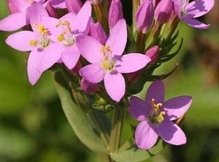 Centaury/Tusindgylden – Zeymer